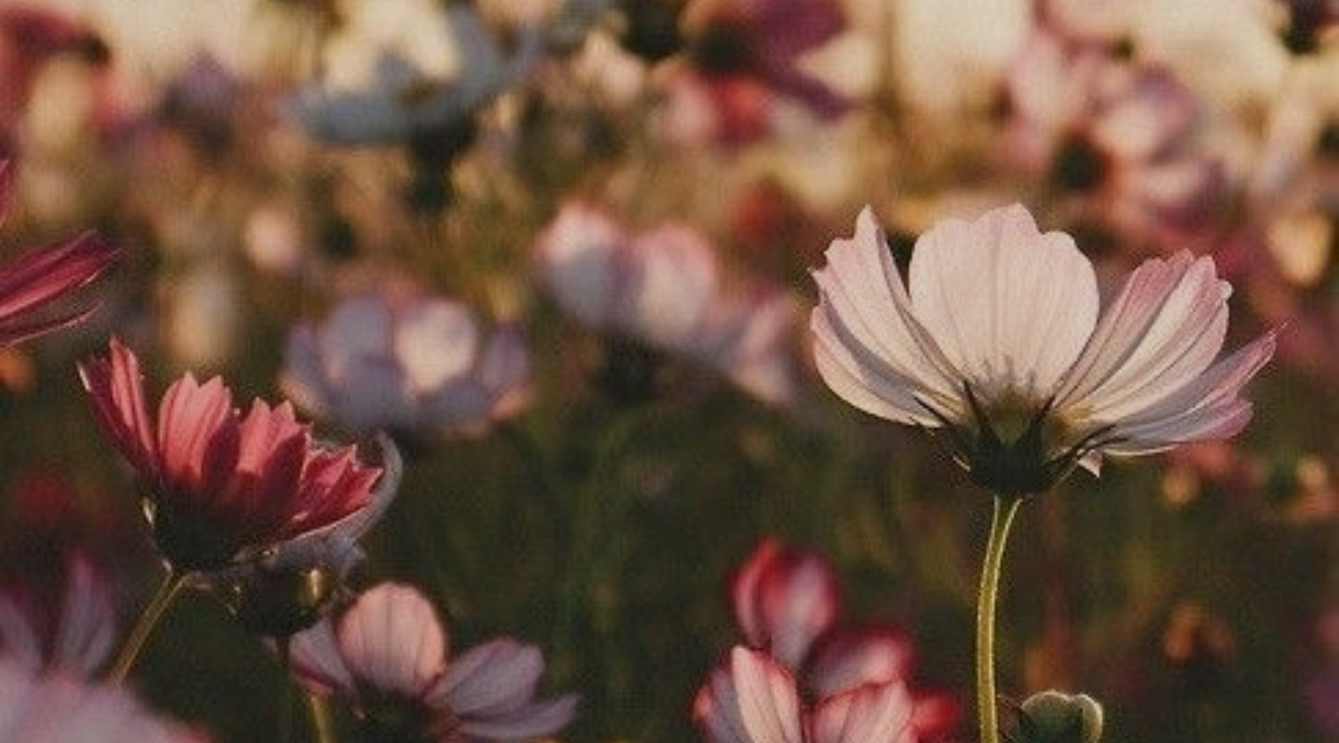 The Glow Guide: A Pure Intentions Blog - Pure Intentions Candle Company